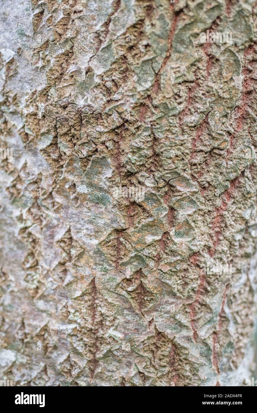 White Poplar / Populus alba bark age sequence. Prefers moist ground ...