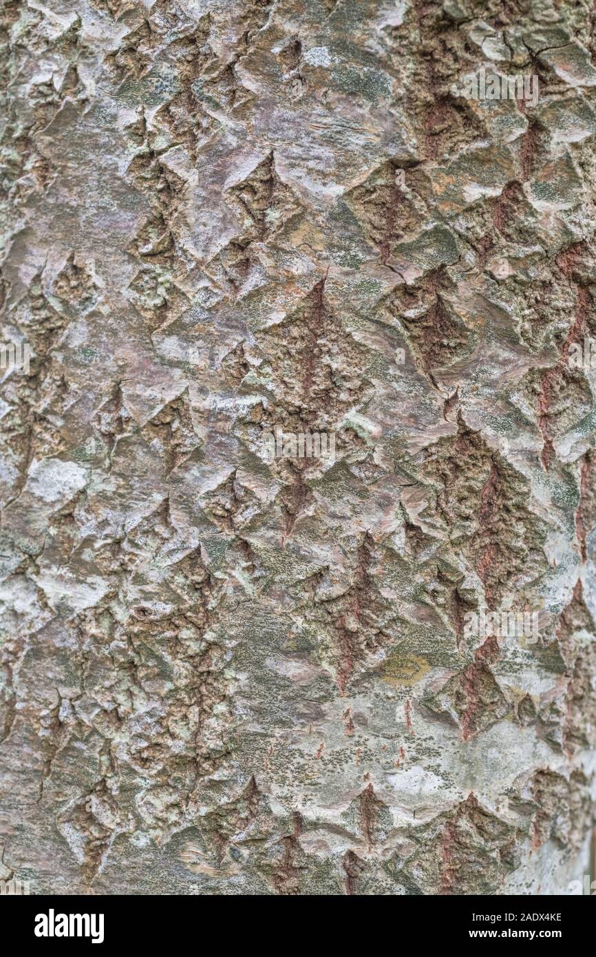 White Poplar / Populus alba bark age sequence. Prefers moist ground ...