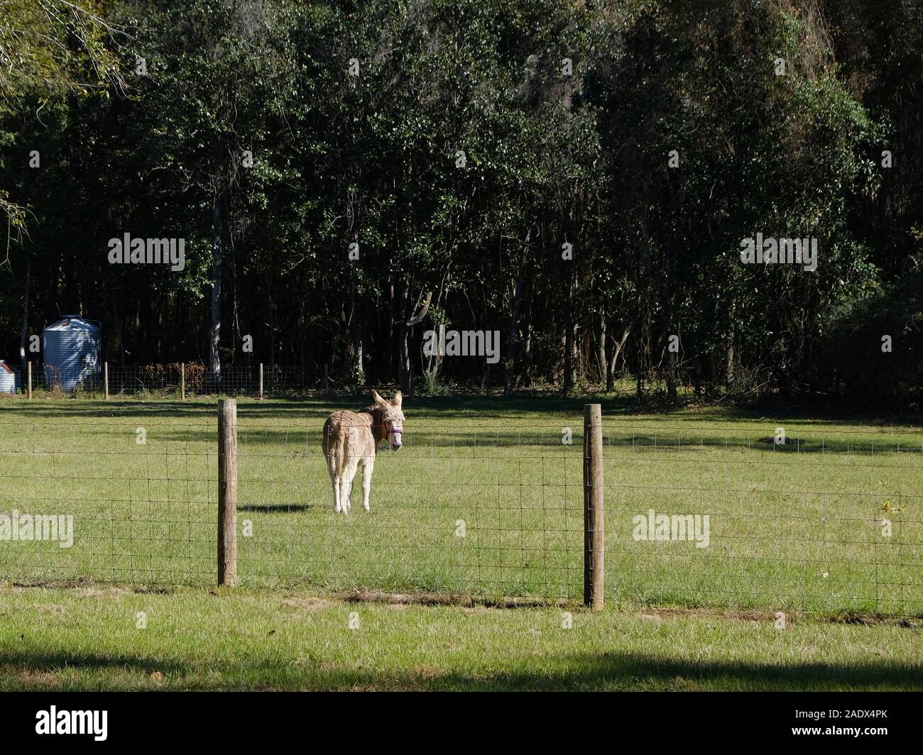 Burro hi-res stock photography and images - Alamy