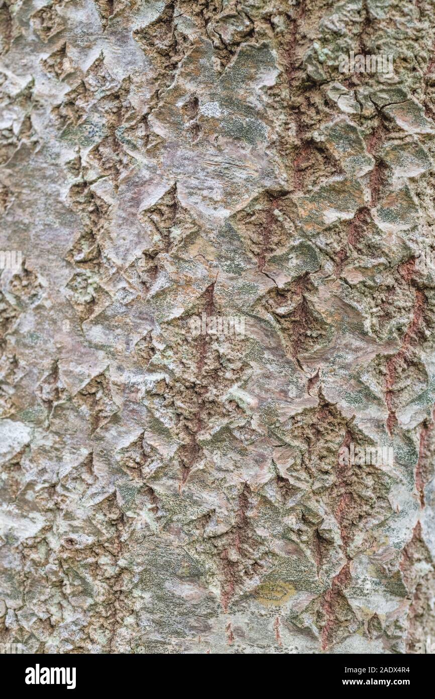 White Poplar / Populus alba bark age sequence. Prefers moist ground ...