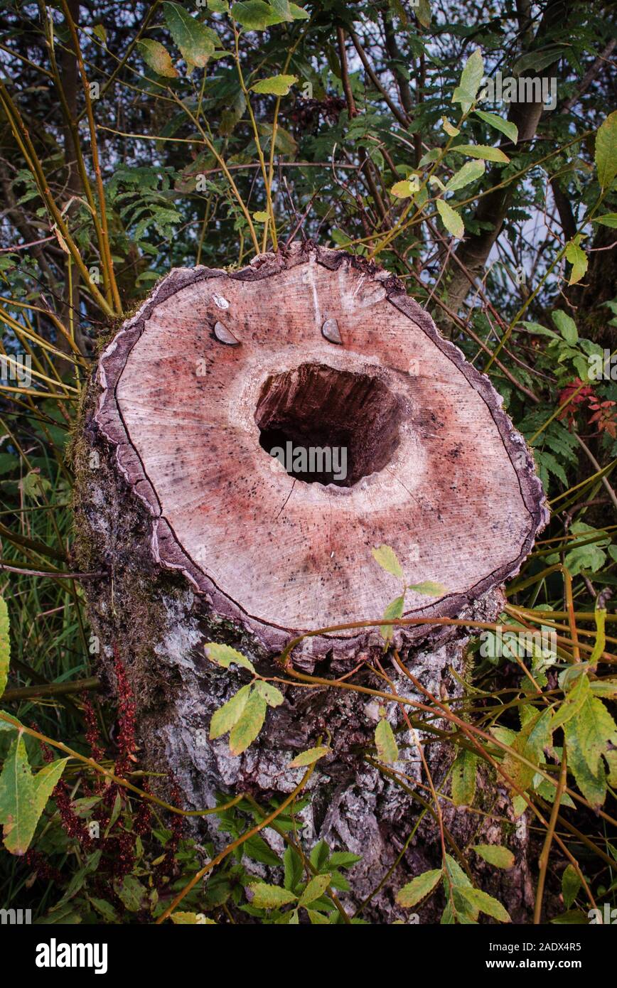 Forfar Stock Photos & Forfar Stock Images - Alamy