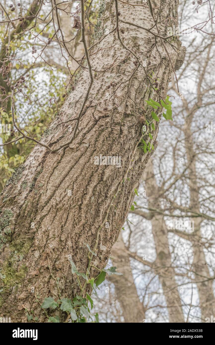 Populus alba uk hi-res stock photography and images - Alamy