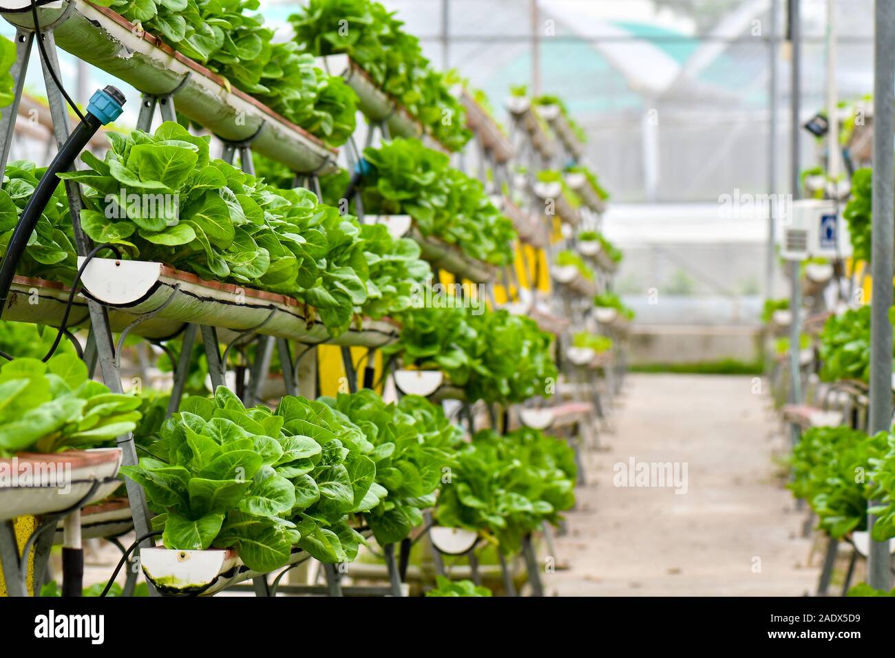 Vertical urban farming technology in Singapore Stock Photo - Alamy