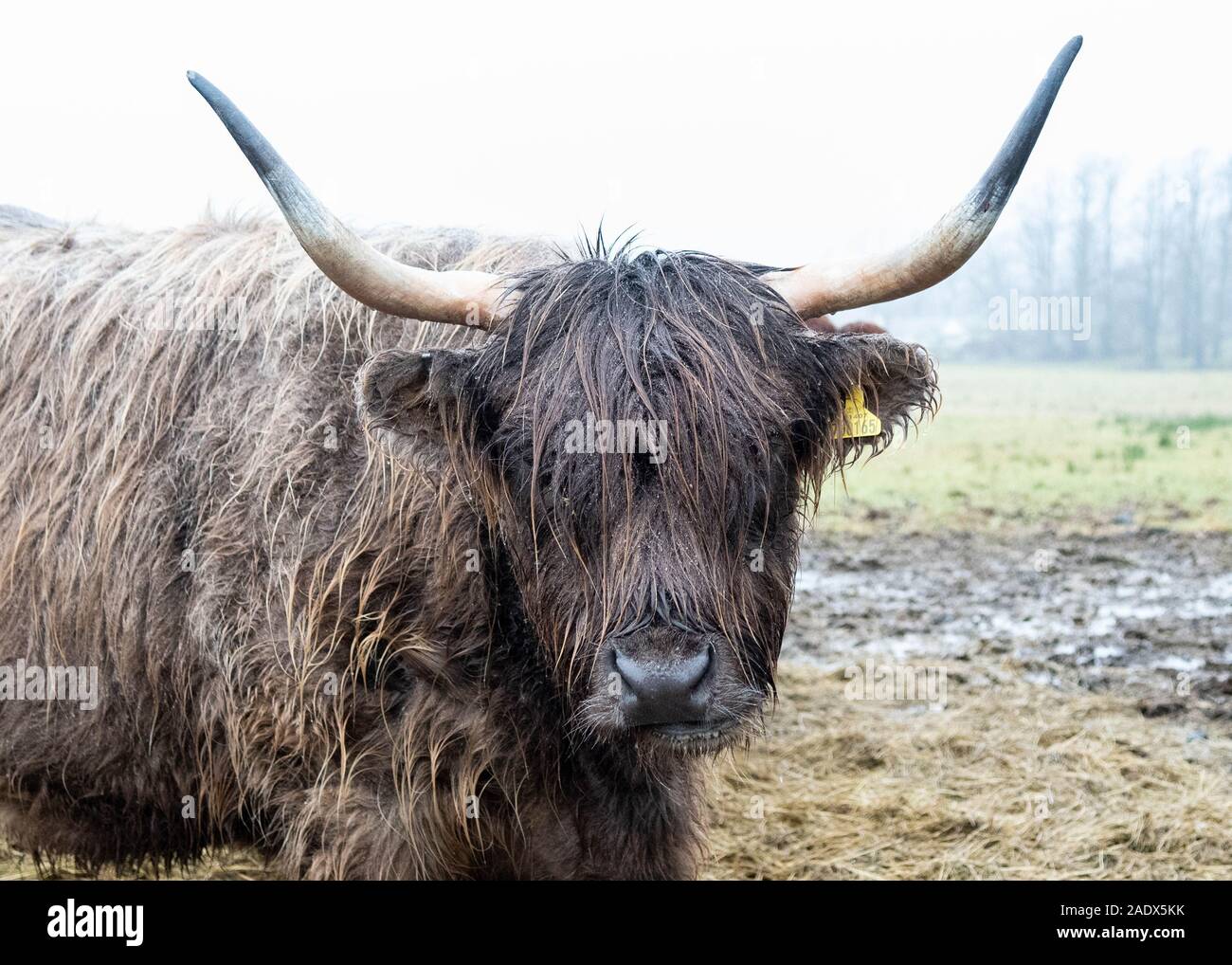 Highland cow in the rain hi-res stock photography and images - Alamy