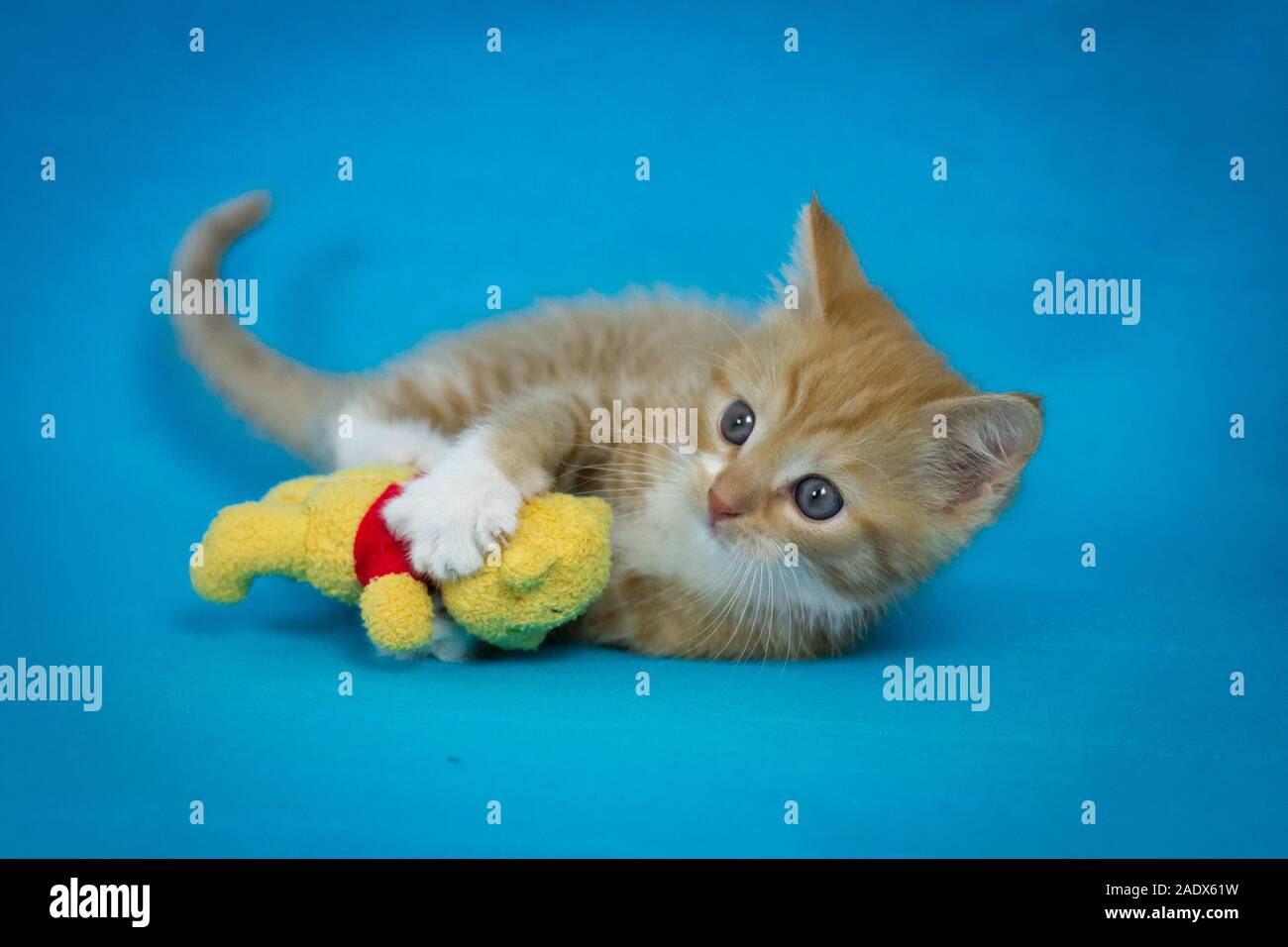 Adorable red tabby kitten playing with a teddy bear, studio photography ...