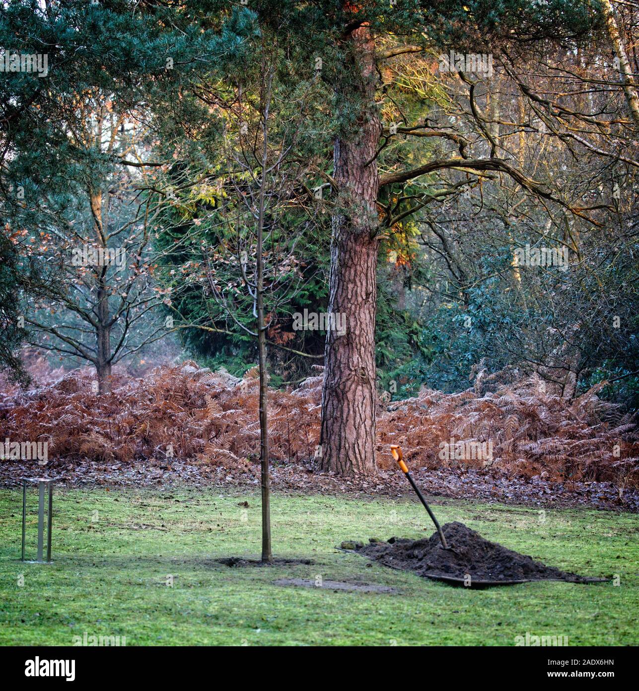 The planting of the 13th International Tree of Peace in the UK - a ...