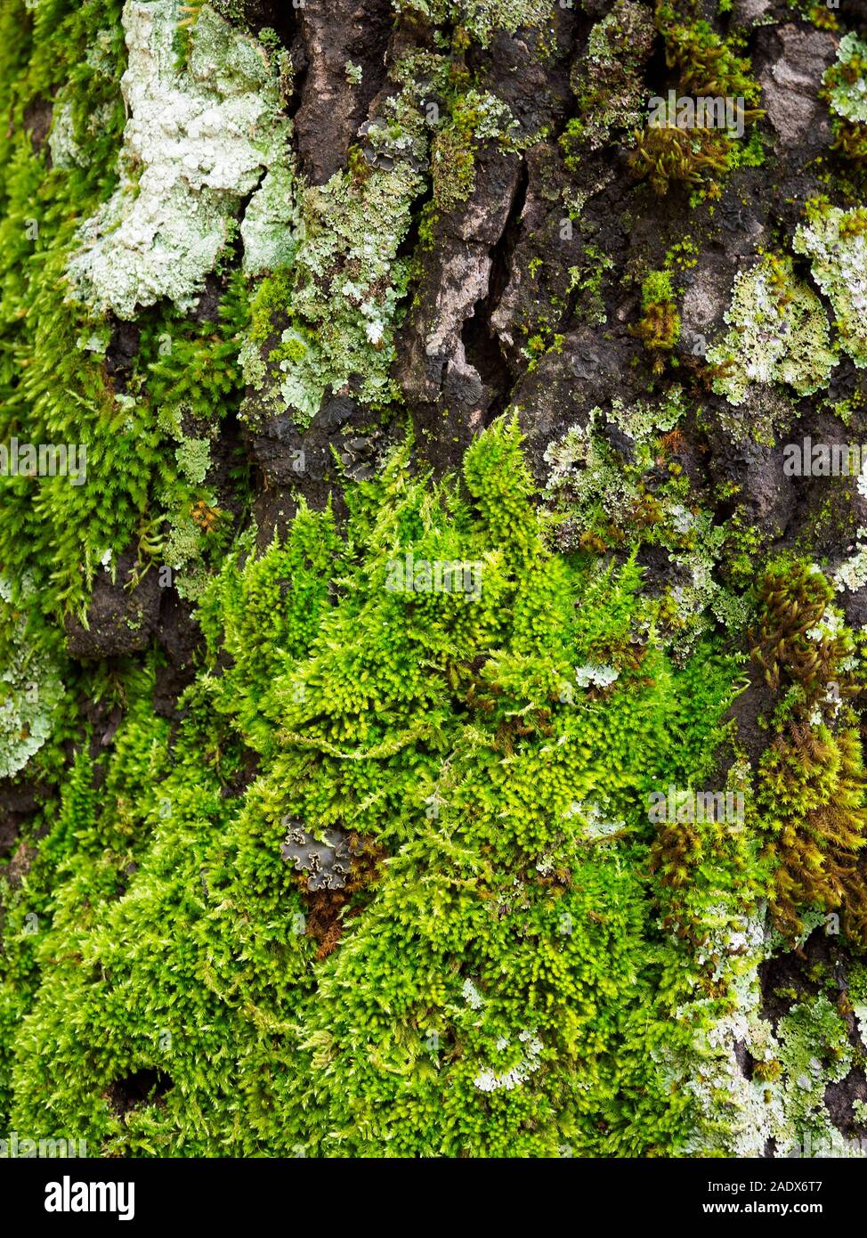 Moss on a tree trunk Stock Photo - Alamy