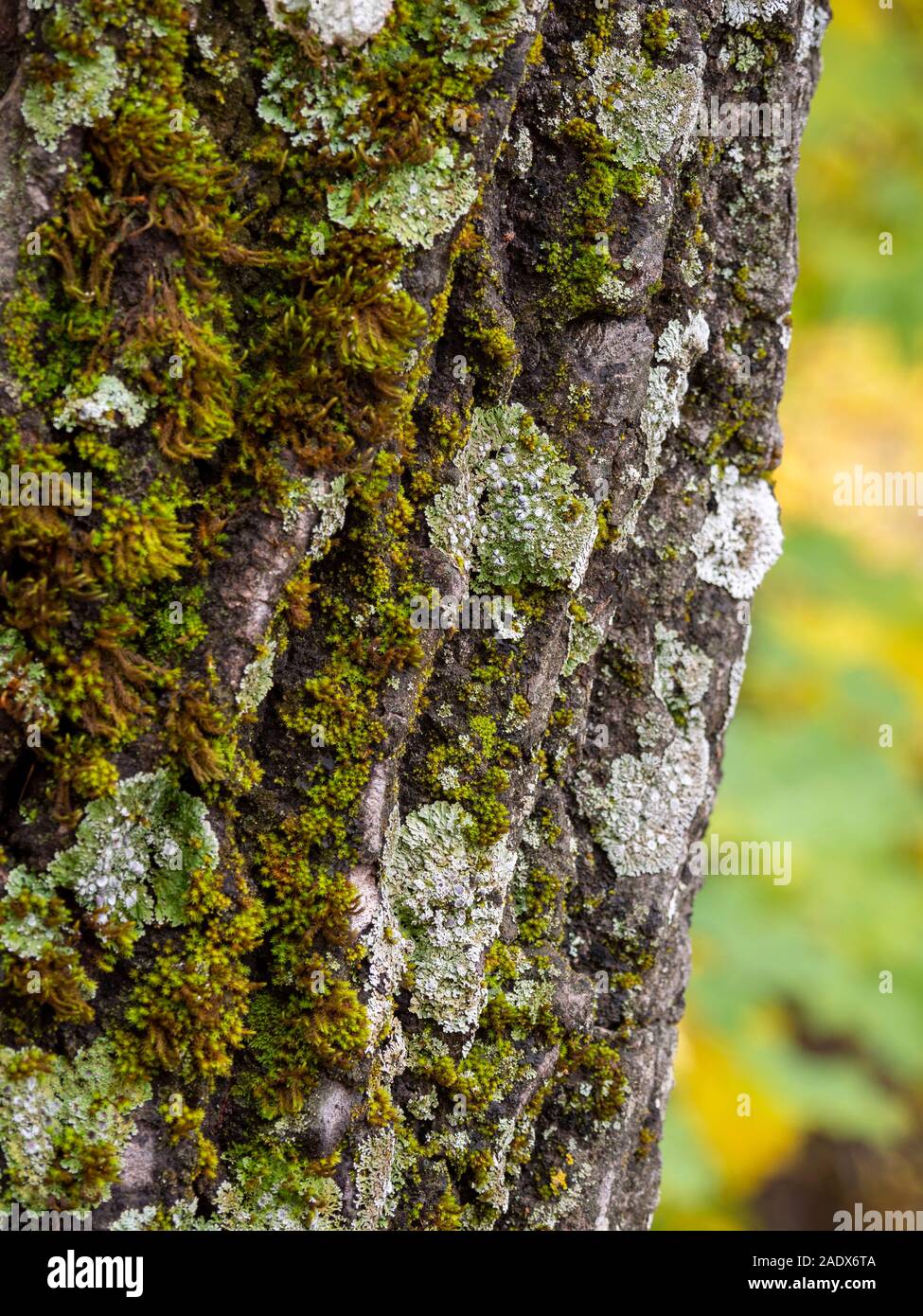 Tree covered with moss and lichens hi-res stock photography and images ...