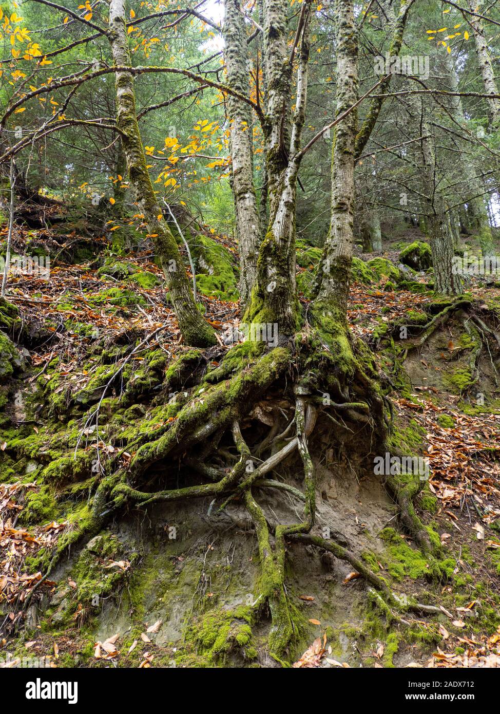 Tree roots underground hi-res stock photography and images - Alamy