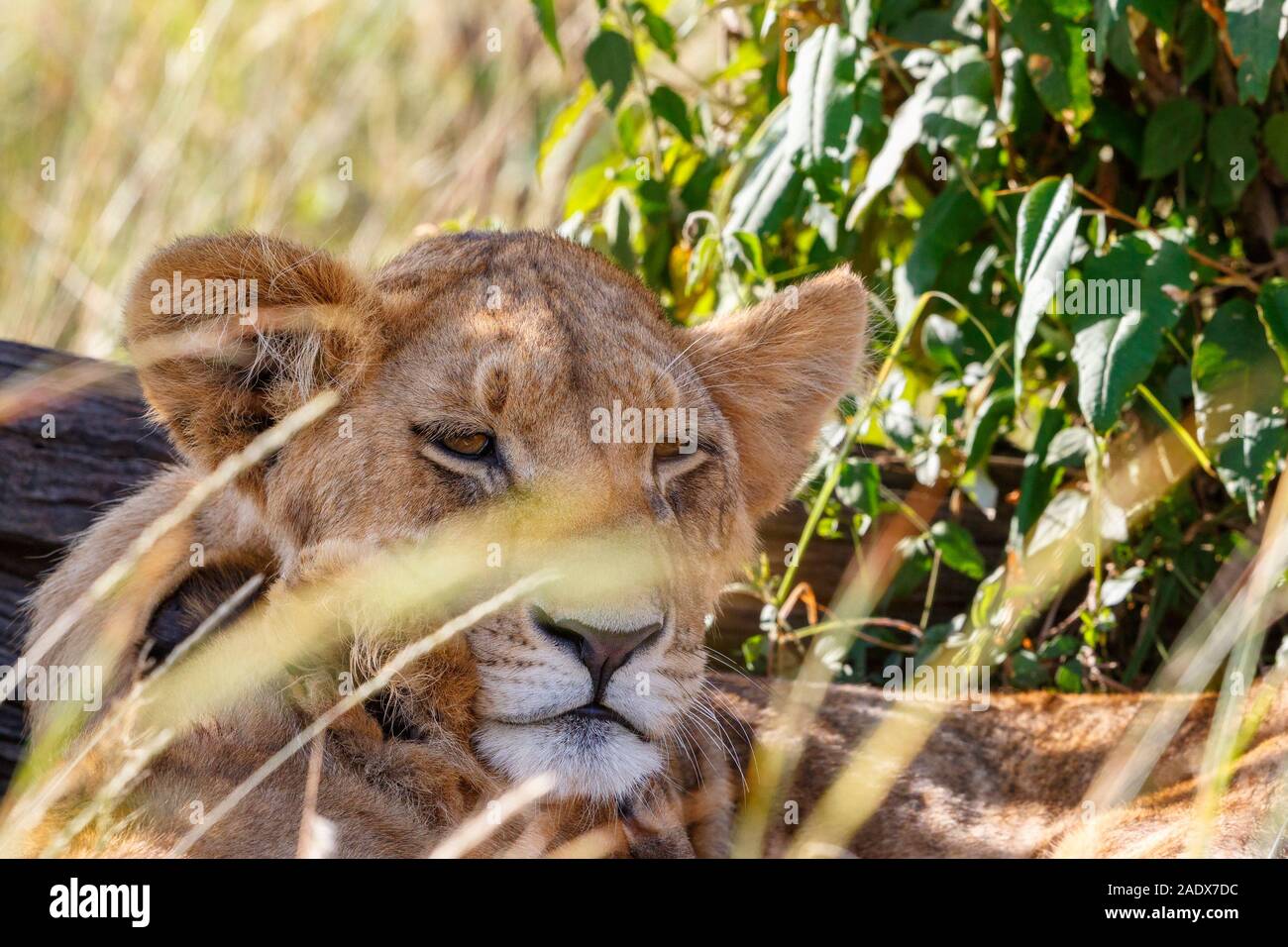 Lion cub in nature hi-res stock photography and images - Alamy