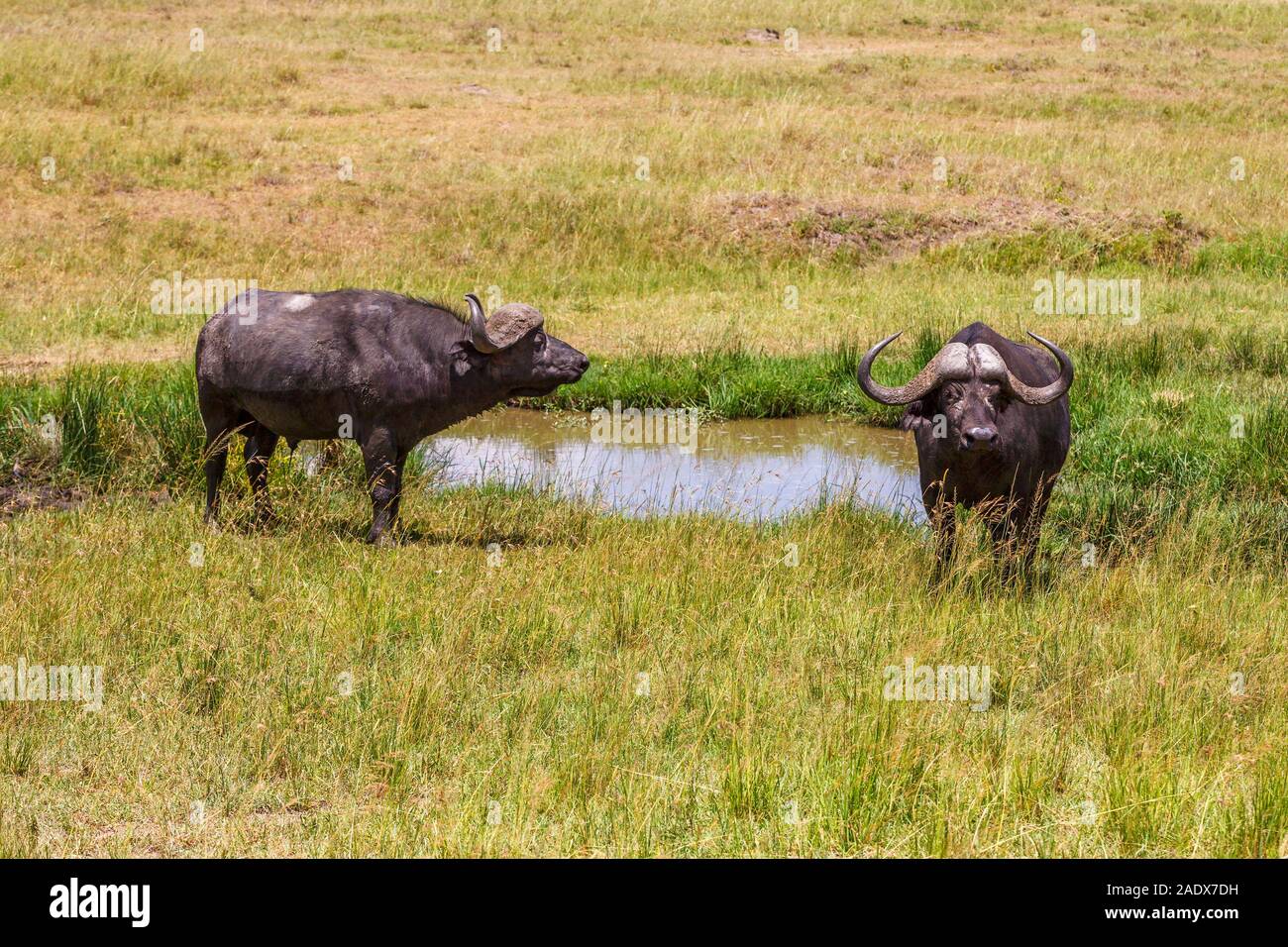 Two big African buffalos at a water hole on the savanna Stock Photo - Alamy