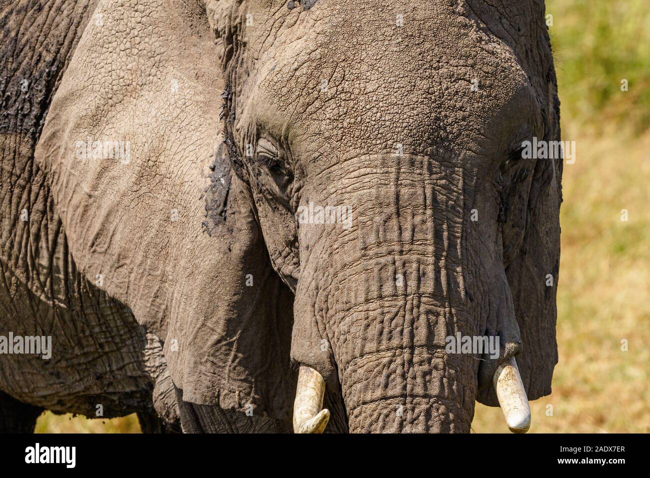 Old Elephant in Africa Stock Photo - Alamy