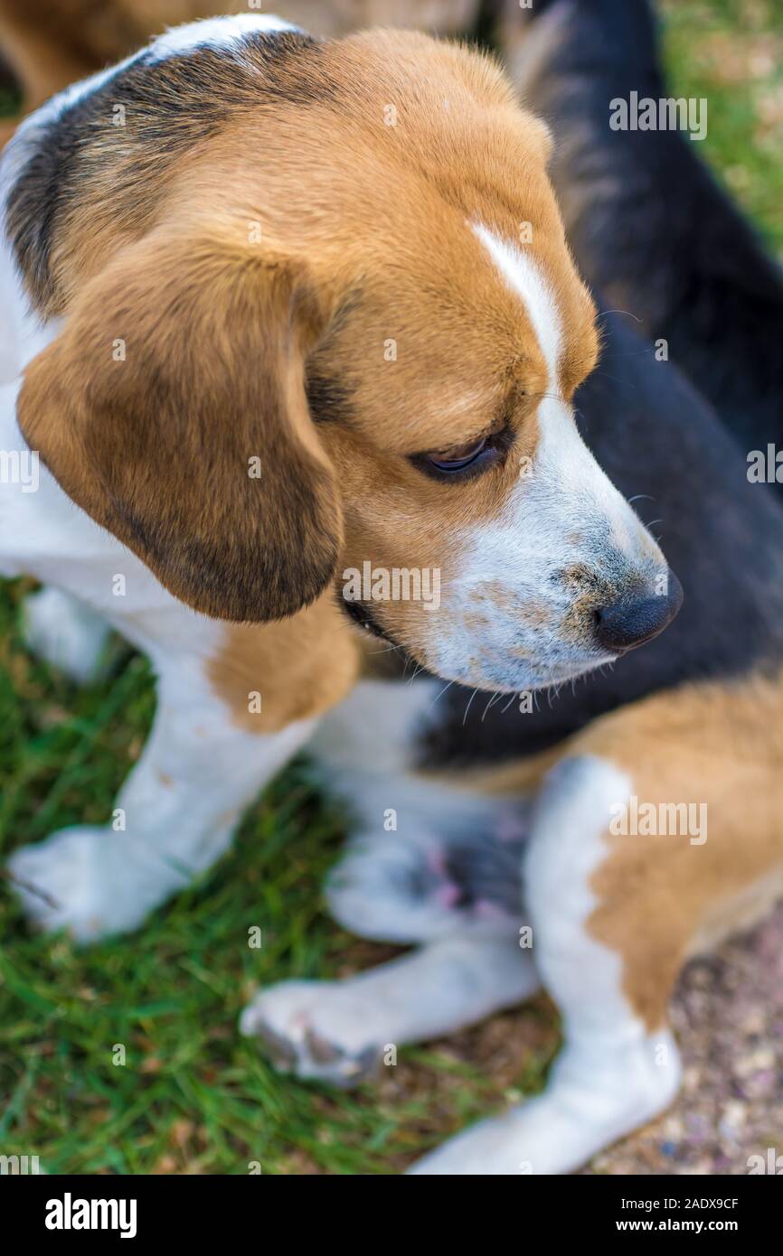 Sweet beagle from above Stock Photo - Alamy