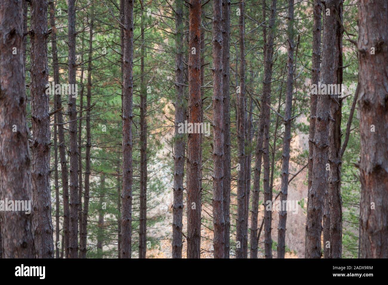 Grey soft focus forest background hi-res stock photography and images ...