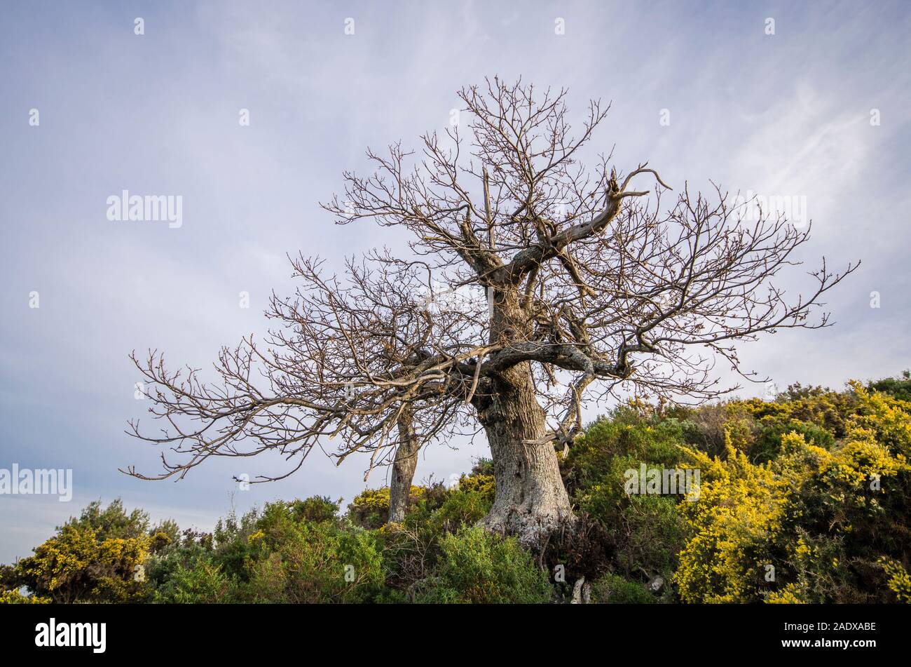 Sweet chestnut trees hi-res stock photography and images - Alamy