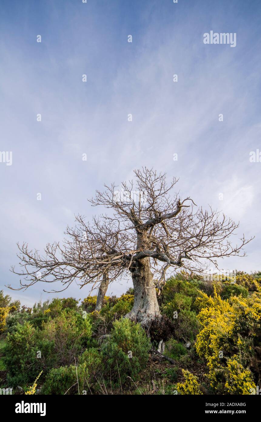 Sweet chestnut trees hi-res stock photography and images - Alamy