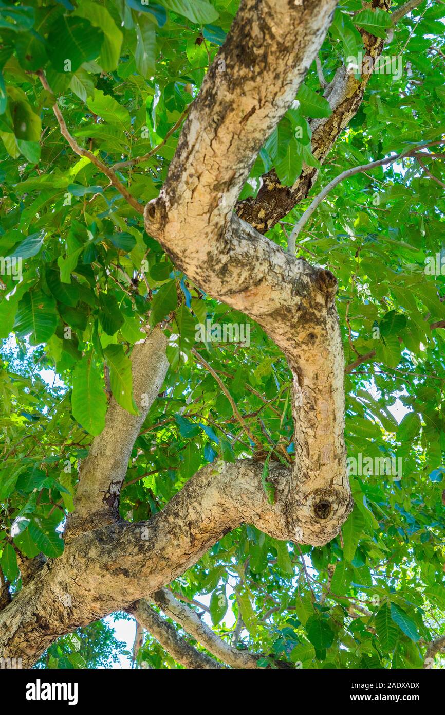 bottom view of tree in jungle and lighting of morning.forest and ...