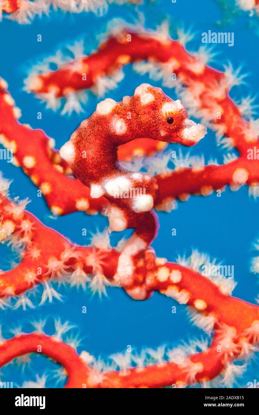 Denise's pygmy seahorse, Hippocampus denise, Raja Ampat Islands ...