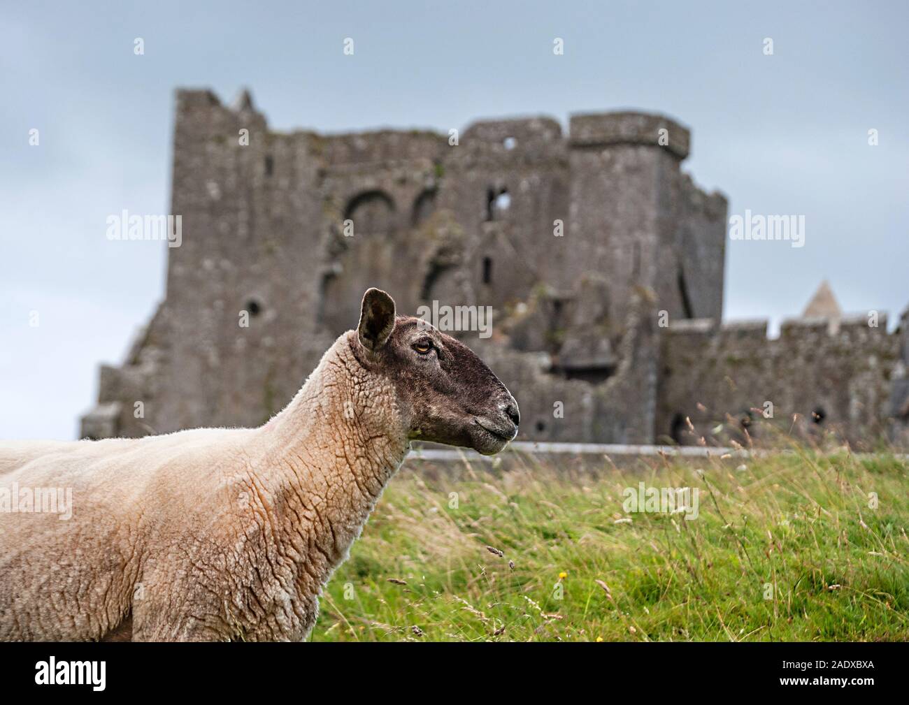 Medieval sheep hi-res stock photography and images - Alamy