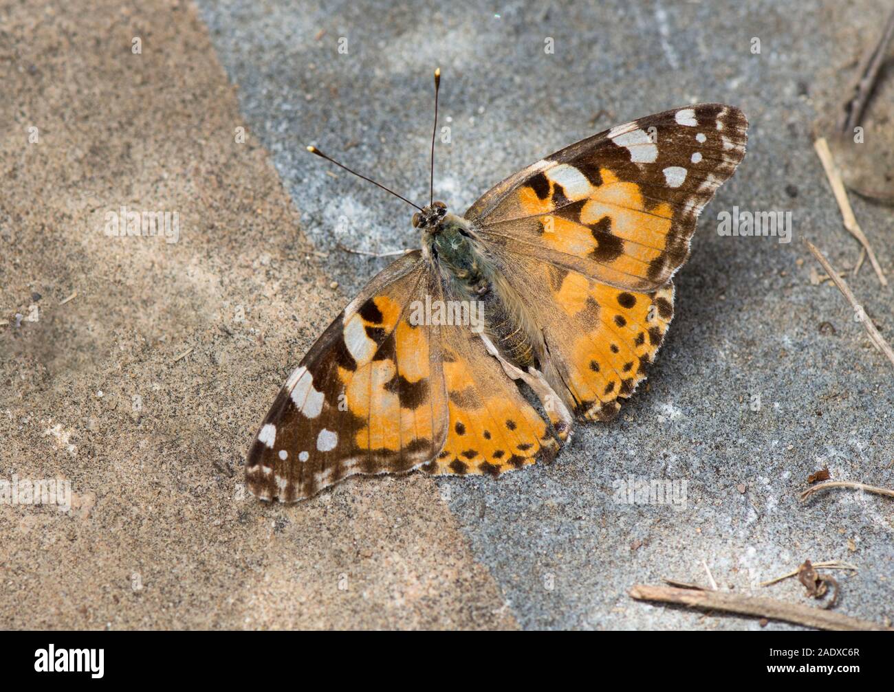 Painted lady, butterfly, vanesa cardui, basking in sun. Andalusia ...