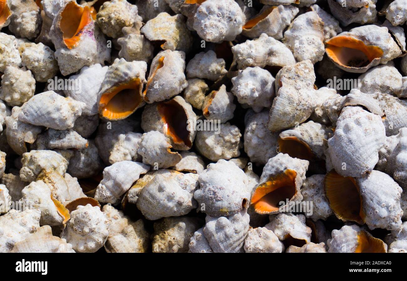 Beautiful white seashells along the coast at Almadies, Dakar Stock ...