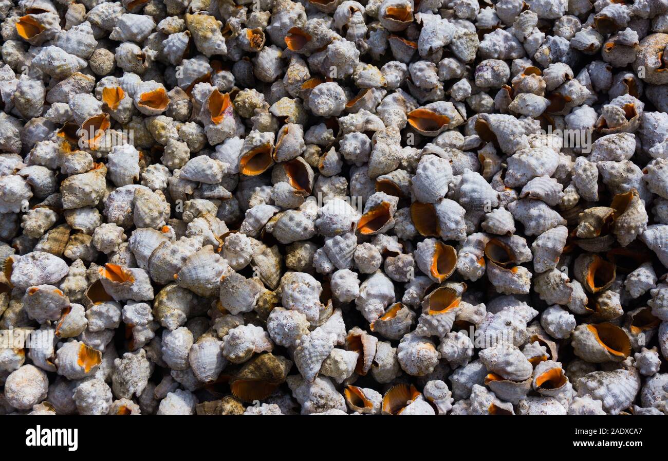 Beautiful white seashells along the coast at Almadies, Dakar Stock ...