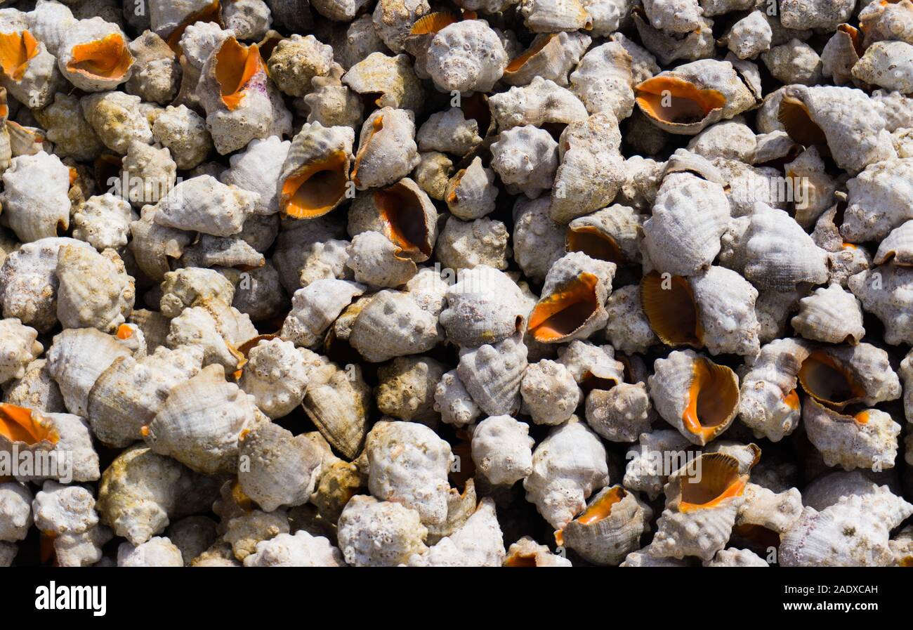 Beautiful white seashells along the coast at Almadies, Dakar Stock ...