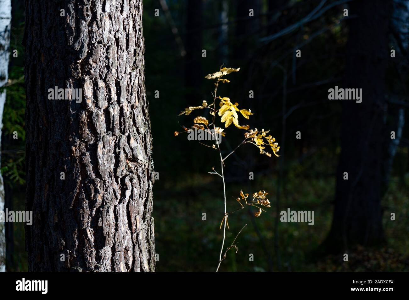 morning sunlight through the dense spruce forest Stock Photo - Alamy