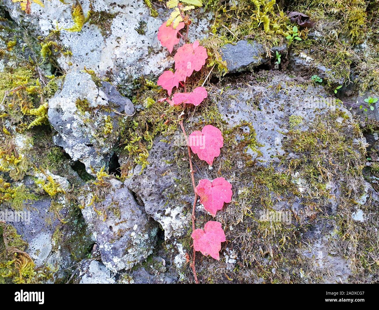 red color boston ivy leaves on the moss covered rock Stock Photo - Alamy
