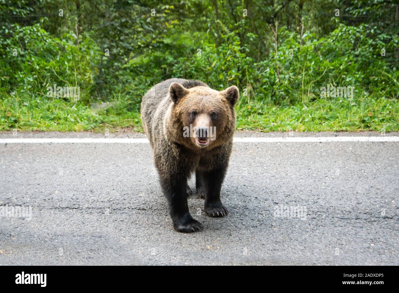 Brown bear standing on a road. Wild animal on road Stock Photo - Alamy