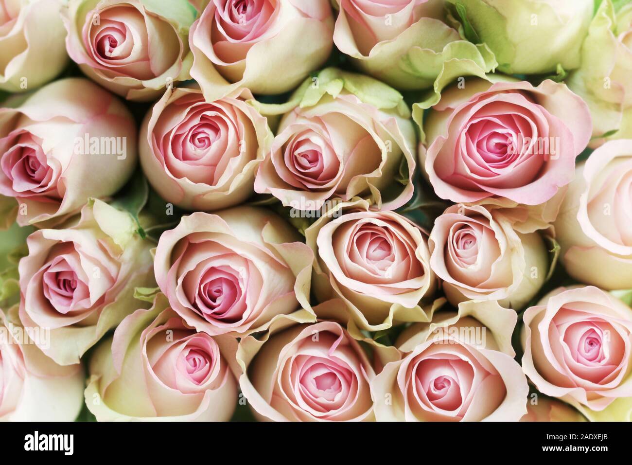 Full Format Images Of Pink Roses Stock Photo - Alamy