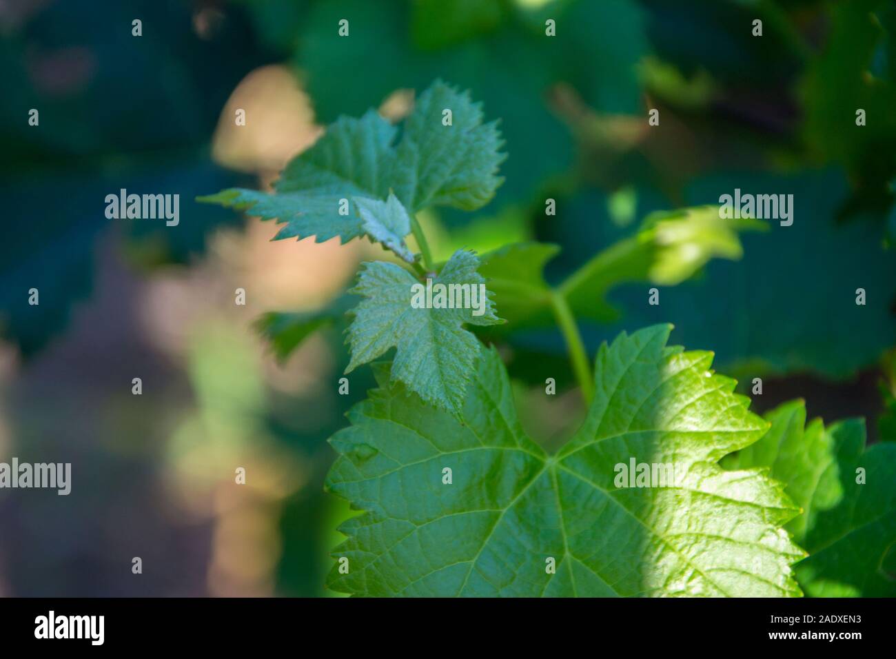 Small fresh green leaves of grapevine. Close-up of flowering grape ...