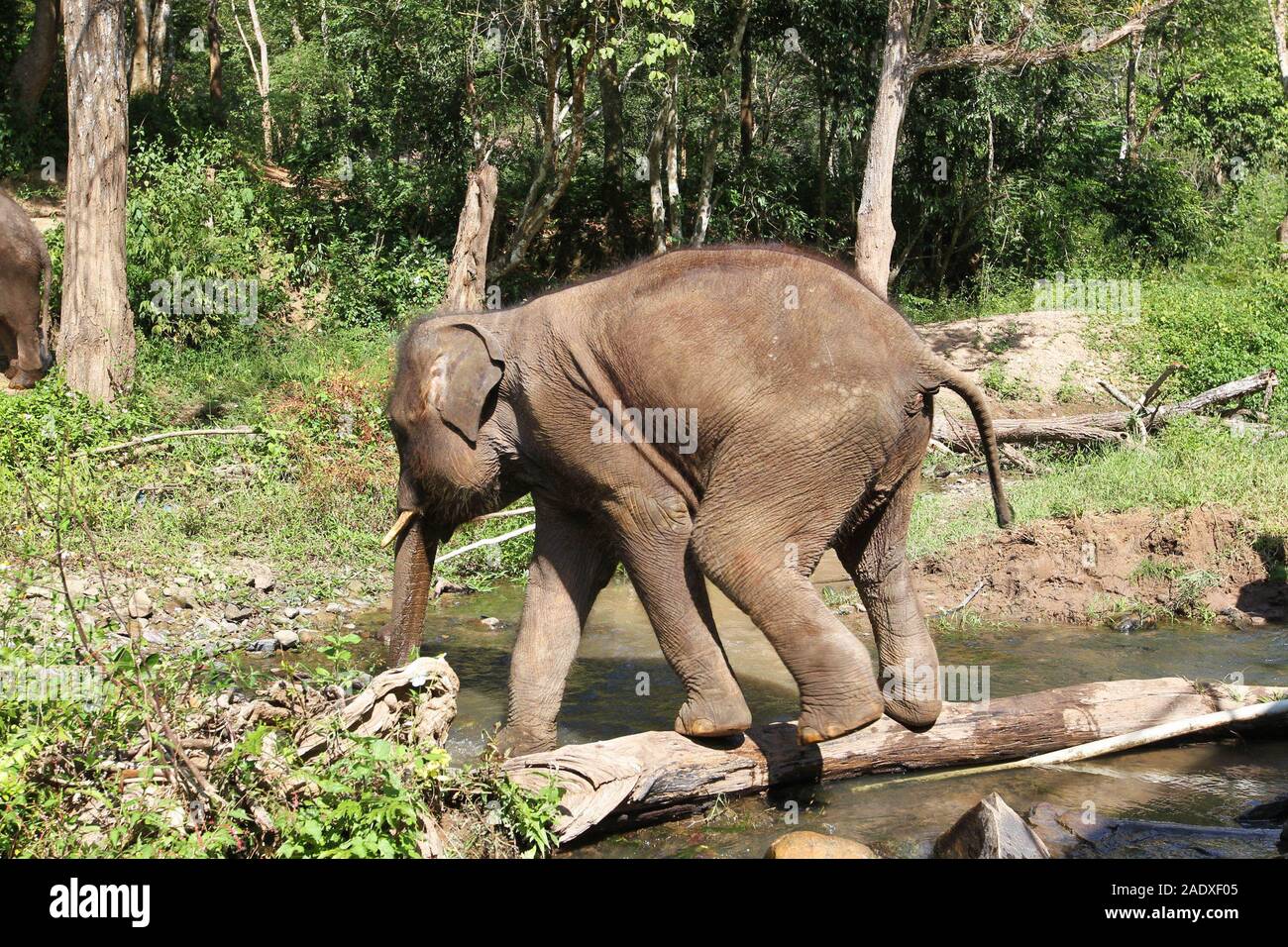 (191205) -- XISHUANGBANNA, Dec. 5, 2019 (Xinhua) -- An Asian elephant ...