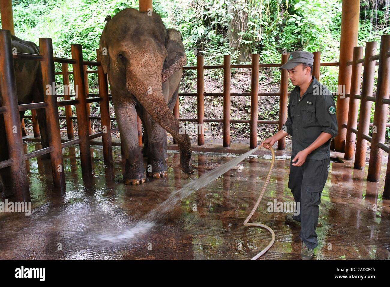 Elephants shed hi-res stock photography and images - Alamy