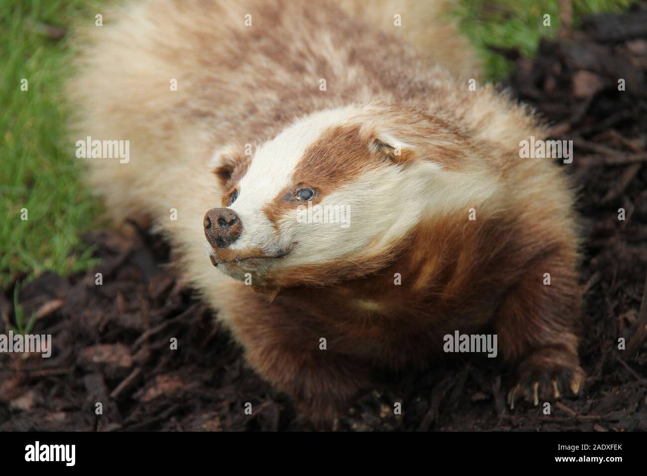 The Stuffed Head and Body of a Dead Wild Badger Stock Photo - Alamy