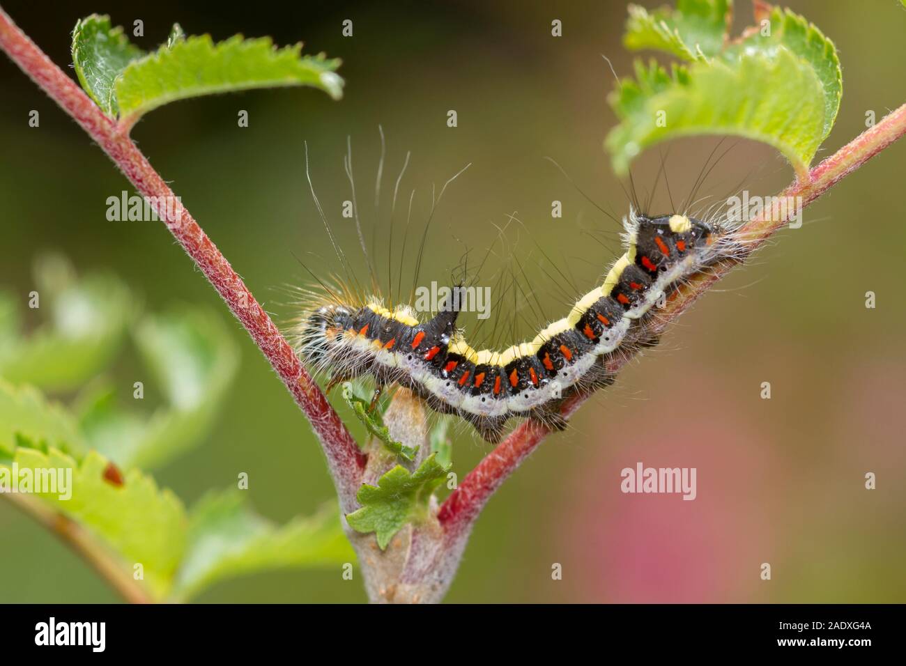Grey Dagger (Acronicta psi) caterpillar Stock Photo - Alamy