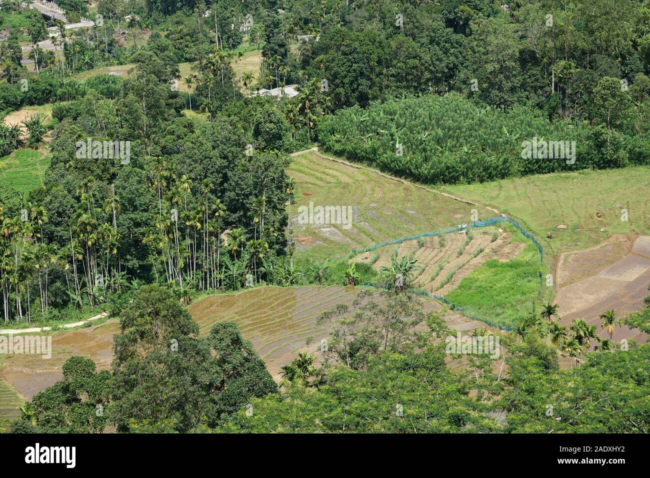 Rice plantation in the central province of Sri Lanka Stock Photo - Alamy