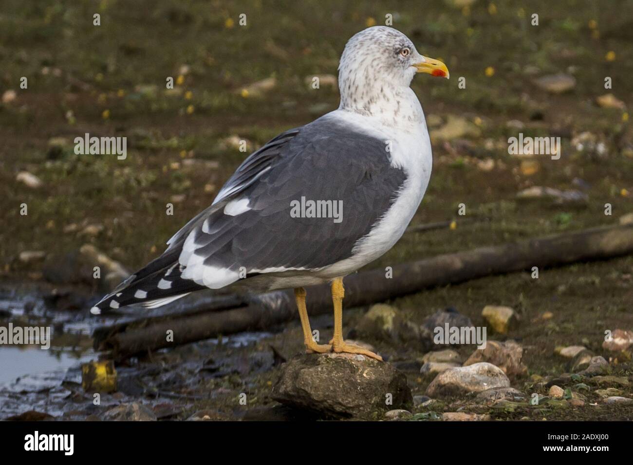 Yellow-legged Gull, Larus michahellis, adult, winter plumage, RSPB Rye ...
