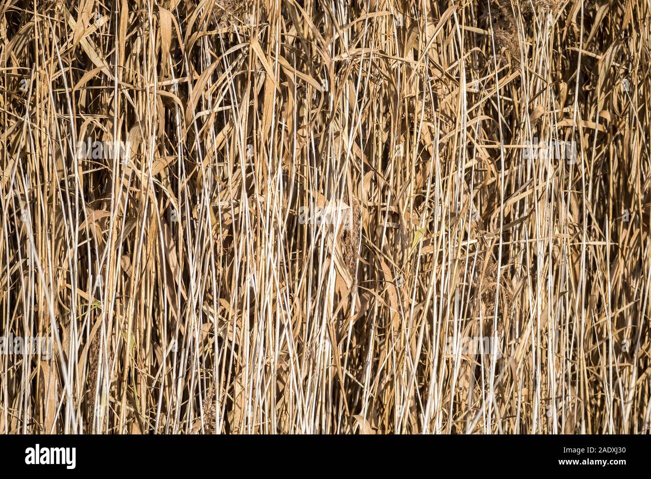 Rspb rye meads hi-res stock photography and images - Alamy
