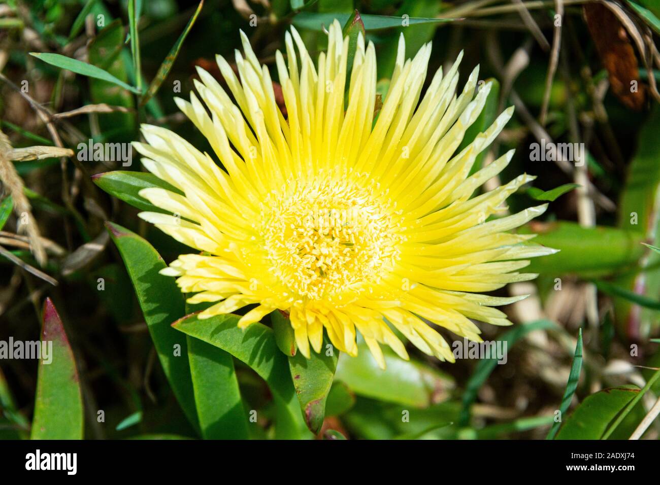 Carpobrotus edulis highway hi-res stock photography and images - Alamy