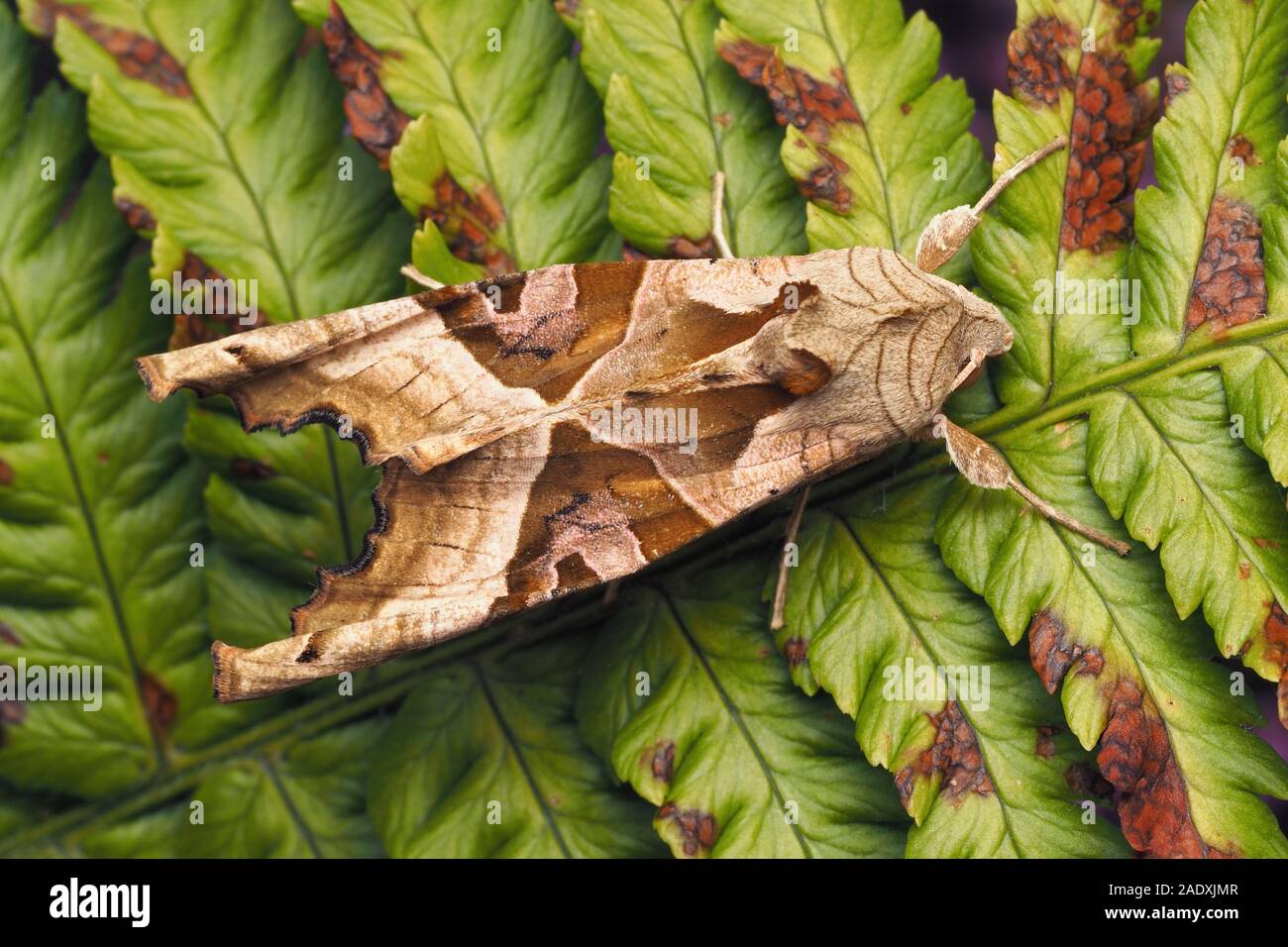 Dorsal view of angle shades moth hi-res stock photography and images ...
