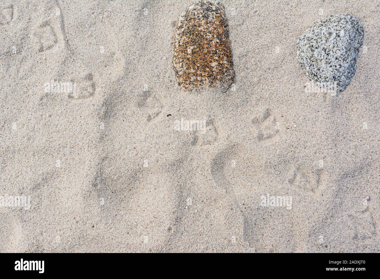 Webbed Foot Prints High Resolution Stock Photography and Images - Alamy