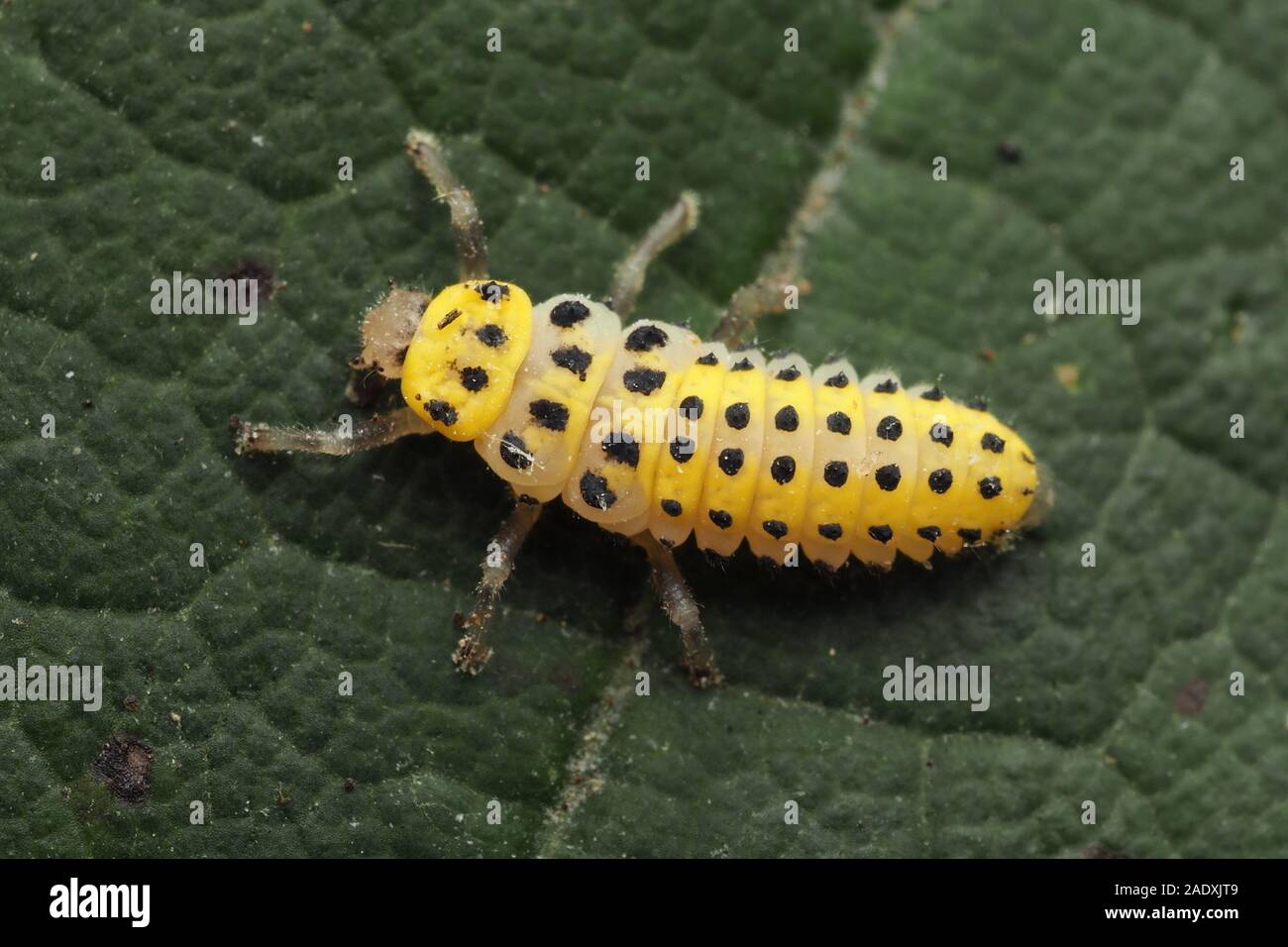 Dorsal view of Orange Ladybird larva (Halyzia sedecimguttata) at rest ...