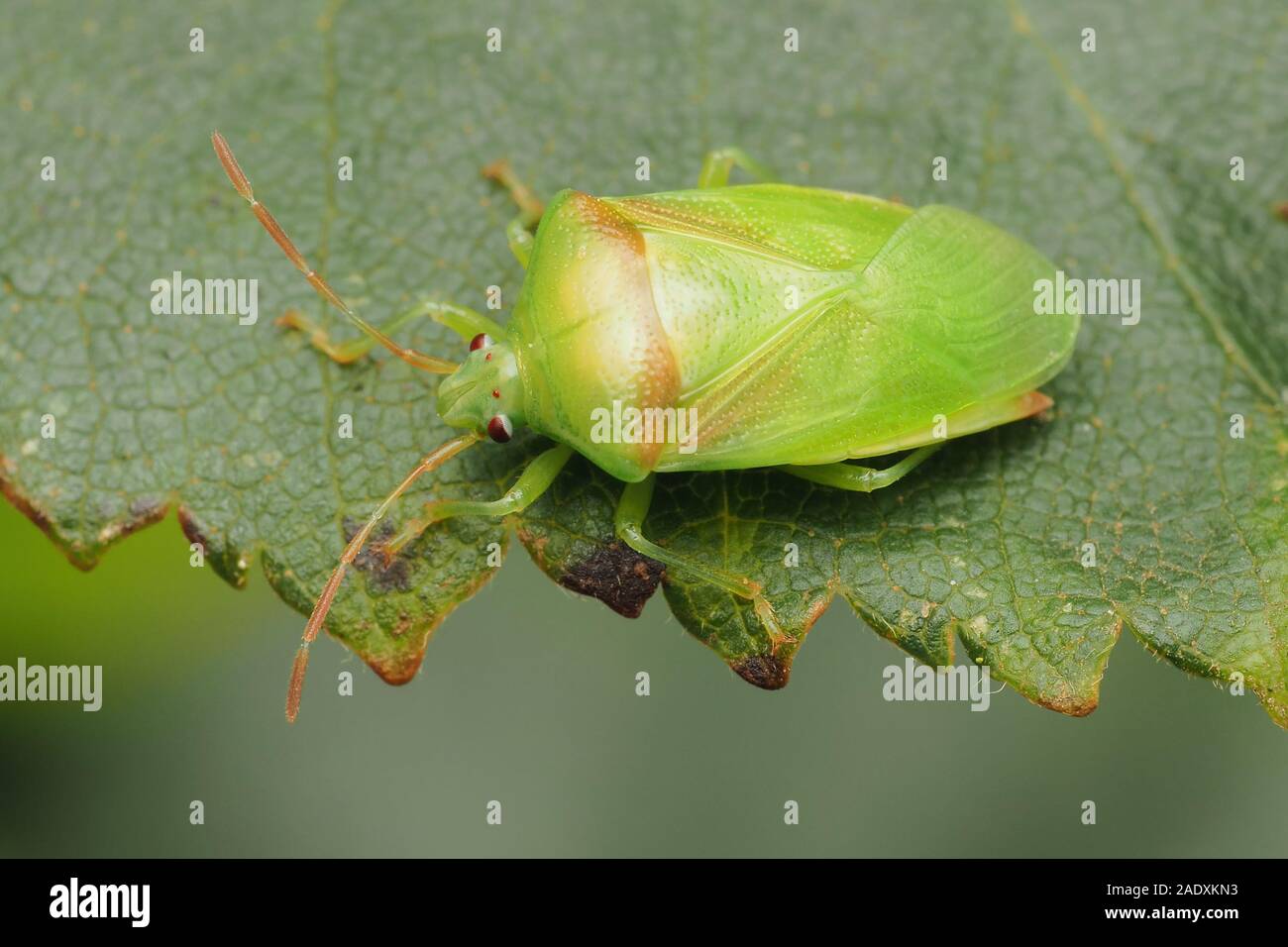 Teneral birch shieldbug hi-res stock photography and images - Alamy