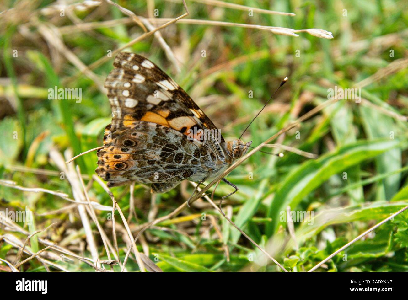 Vanessa cardui underside hi-res stock photography and images - Alamy