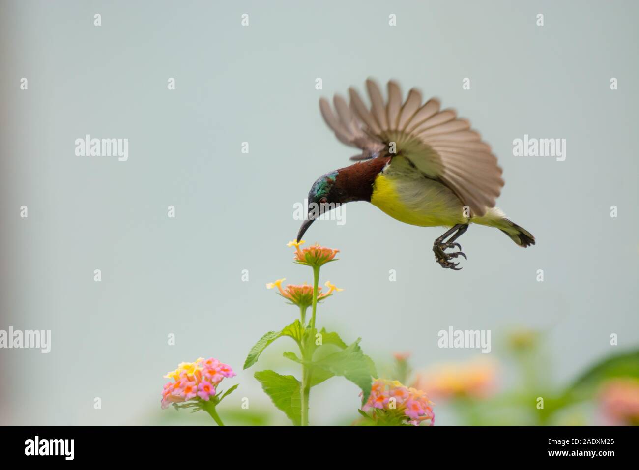 Purple Rumped Sunbird at Bhadravathi, Karnataka India Stock Photo - Alamy