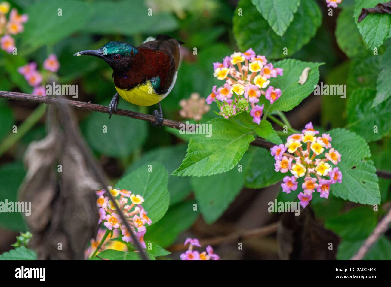 Purple Rumped Sunbird at Bhadravathi, Karnataka India Stock Photo - Alamy