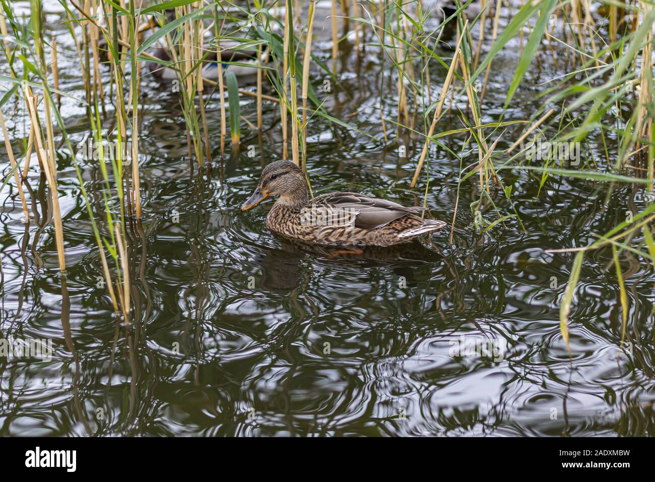 Wild Duck hiding in reed. Stealth on lake Stock Photo - Alamy