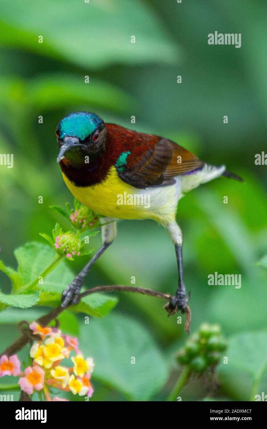 Purple Rumped Sunbird at Bhadravathi, Karnataka India Stock Photo - Alamy
