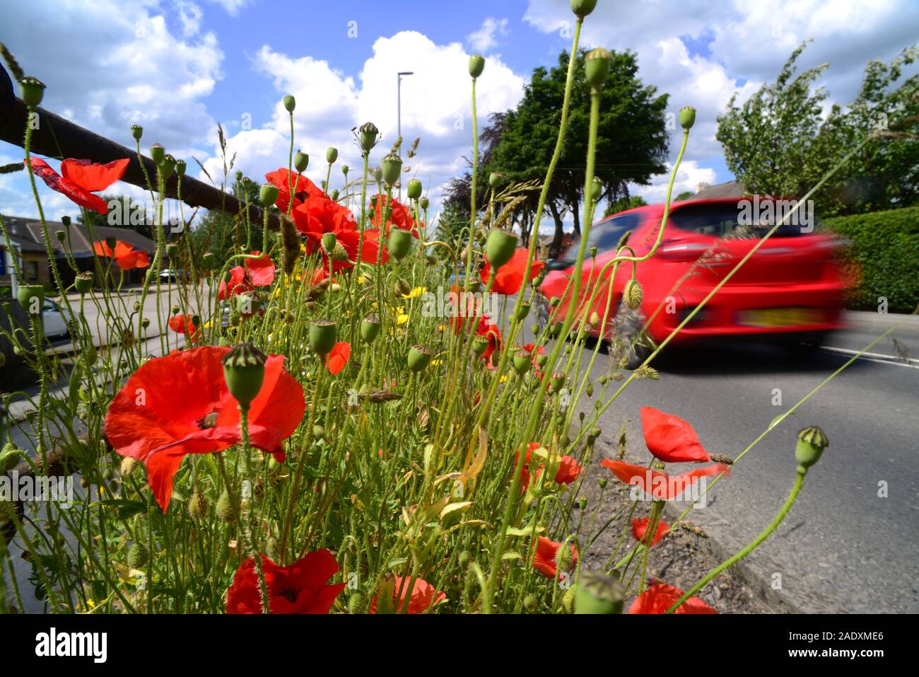 Roadside wild flowers hi-res stock photography and images - Alamy